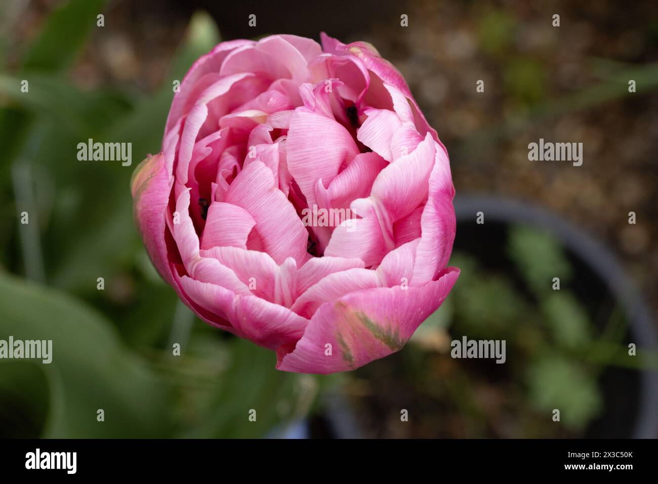 Tulip Amazing Grace pink bloom Stock Photo - Alamy