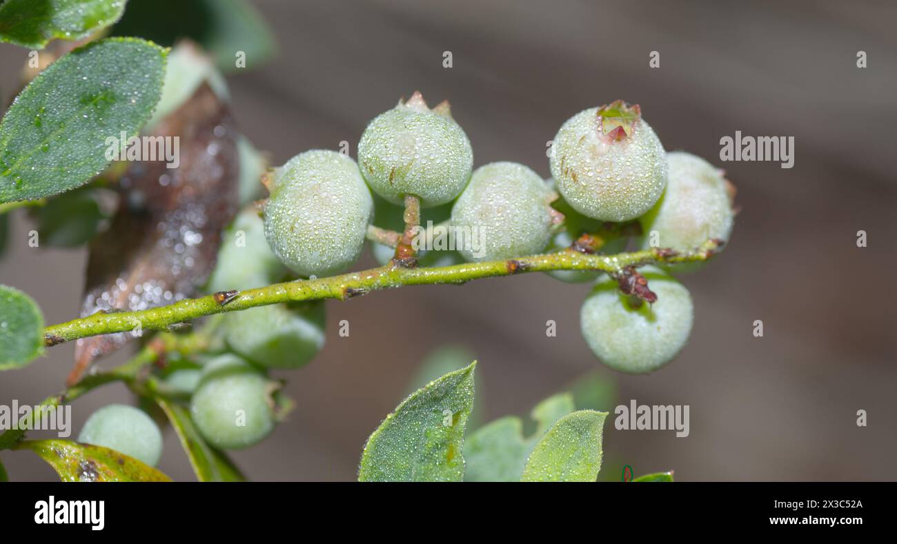 Growing unripe Wild blueberries or blueberry high bush with green ...