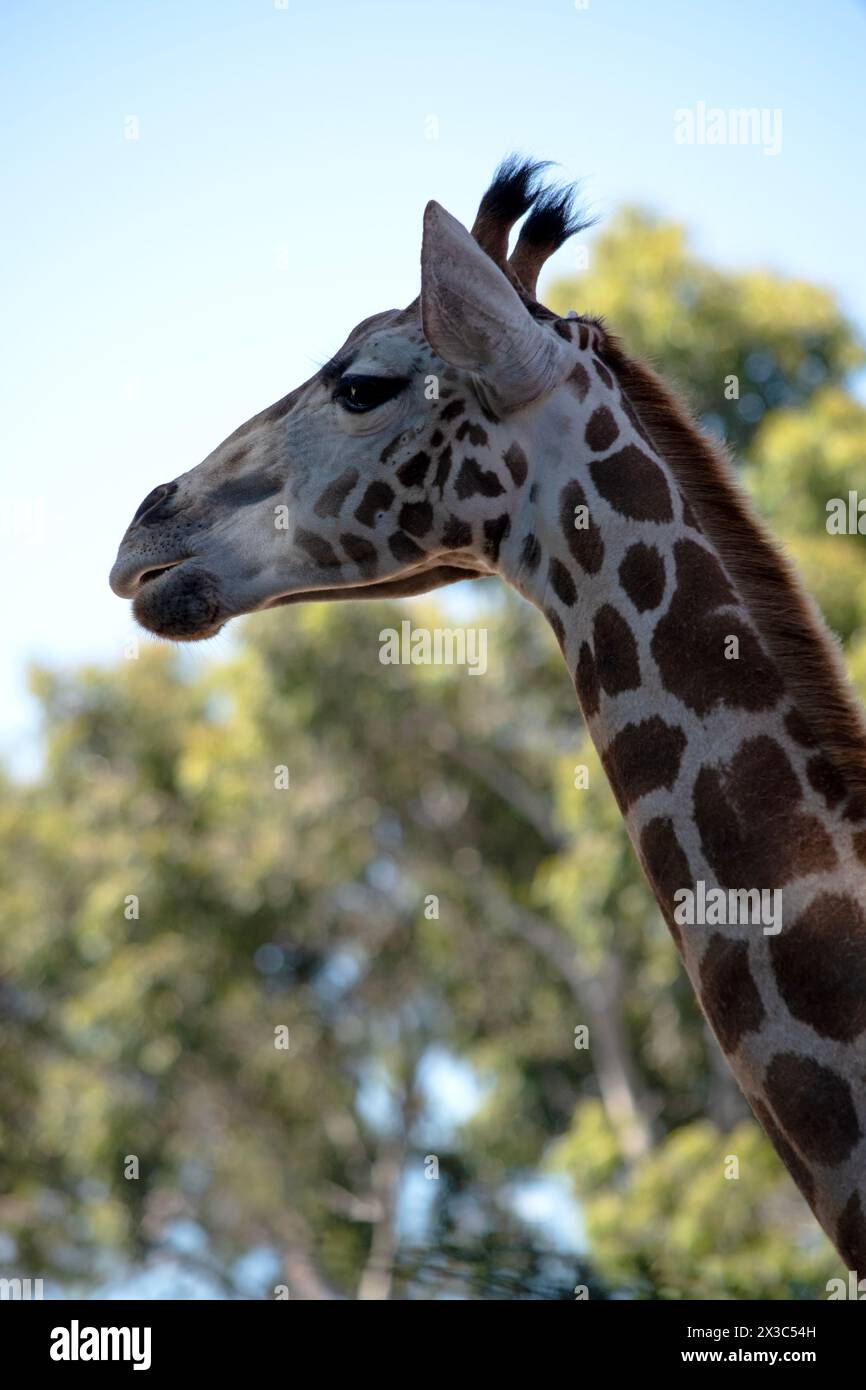 The giraffe is the tallest of all mammals. The giraffe has a short body ...