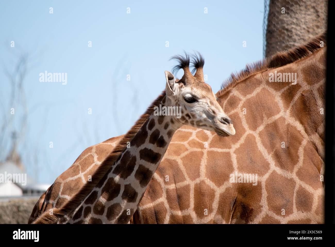 The giraffe is the tallest of all mammals. The giraffe has a short body ...