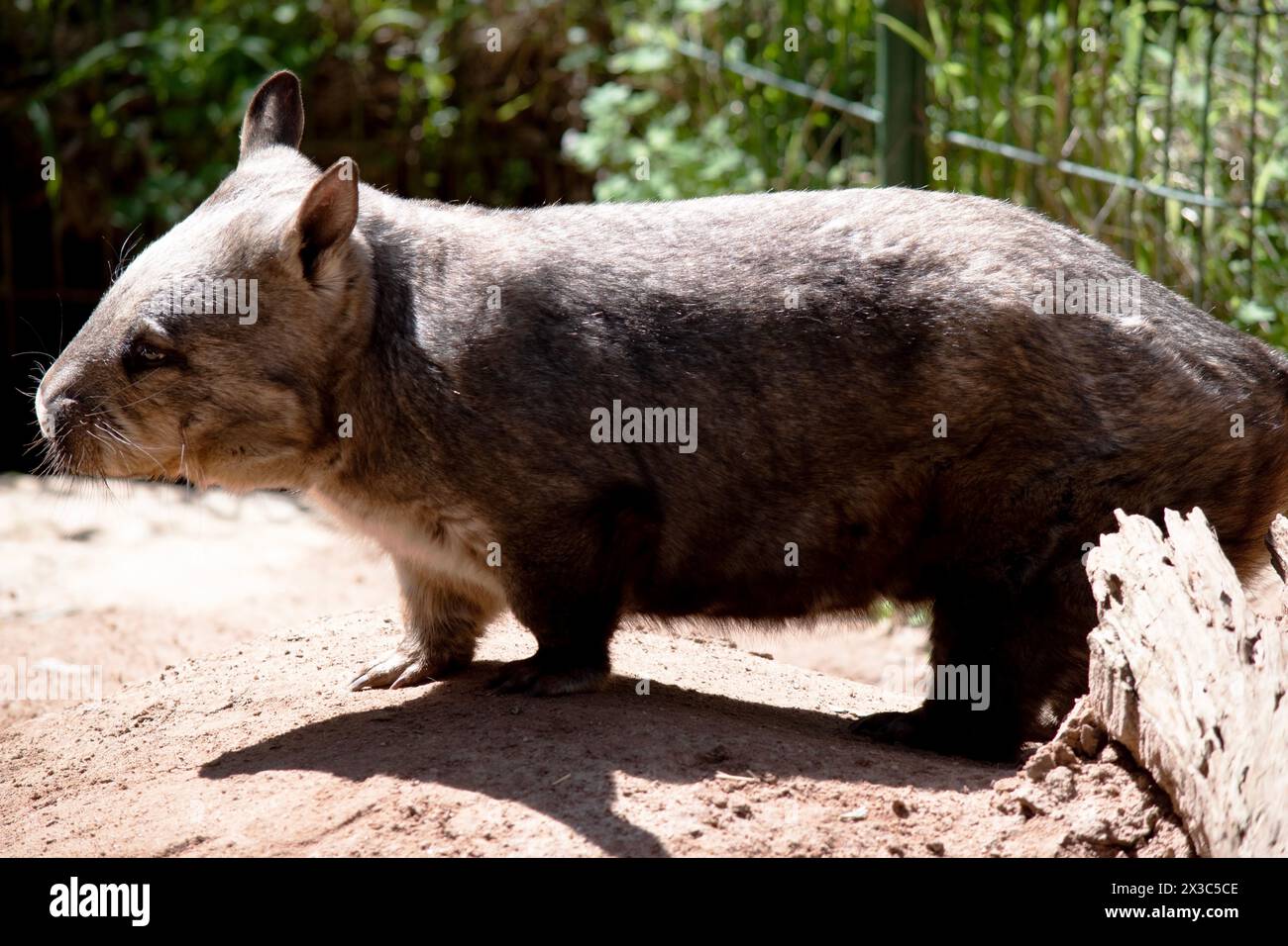 The hairy-nosed wombats have softer fur, longer and more pointed ears ...