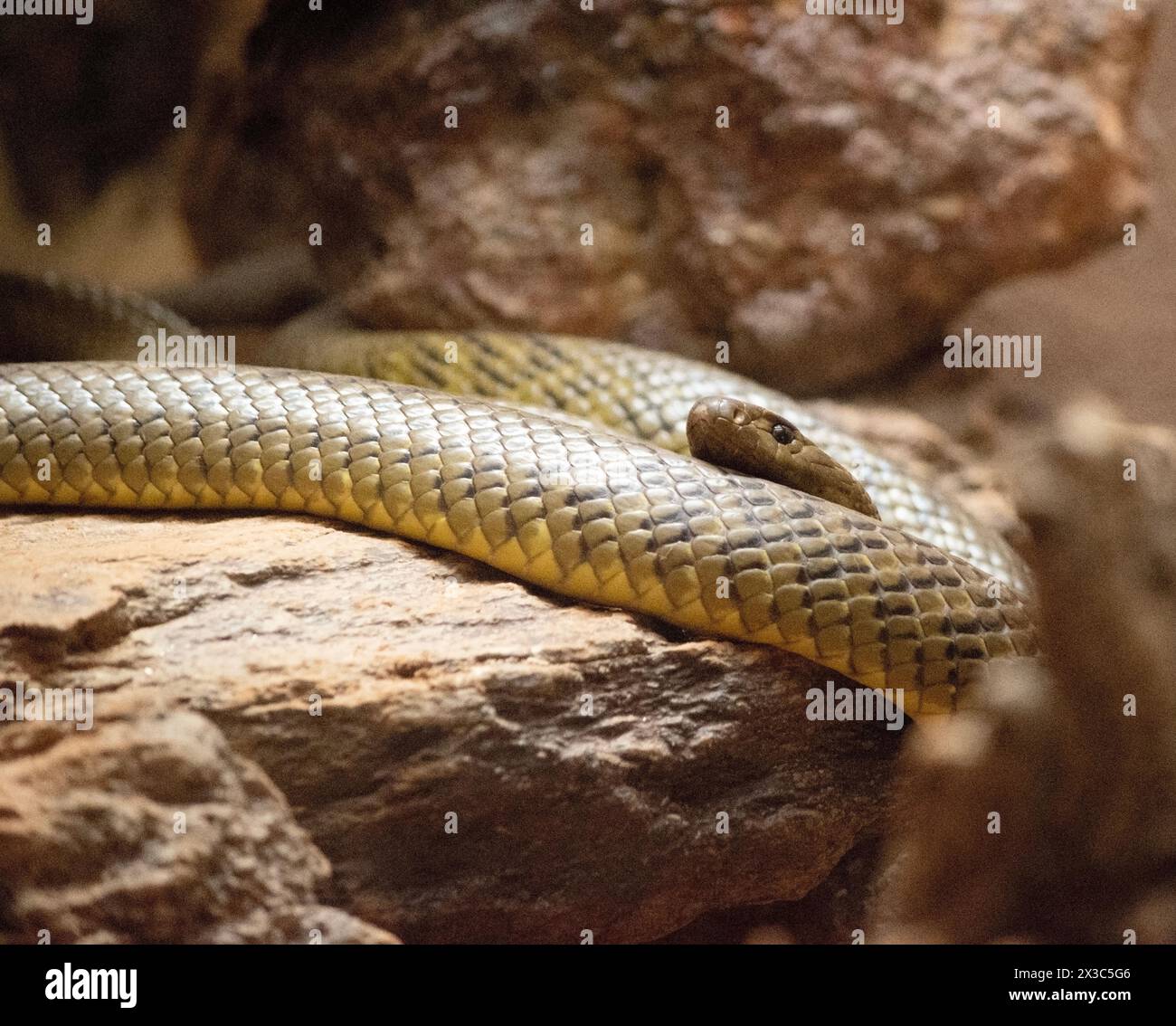 Inland taipan has a rectangular-shaped head distinct from the slender ...