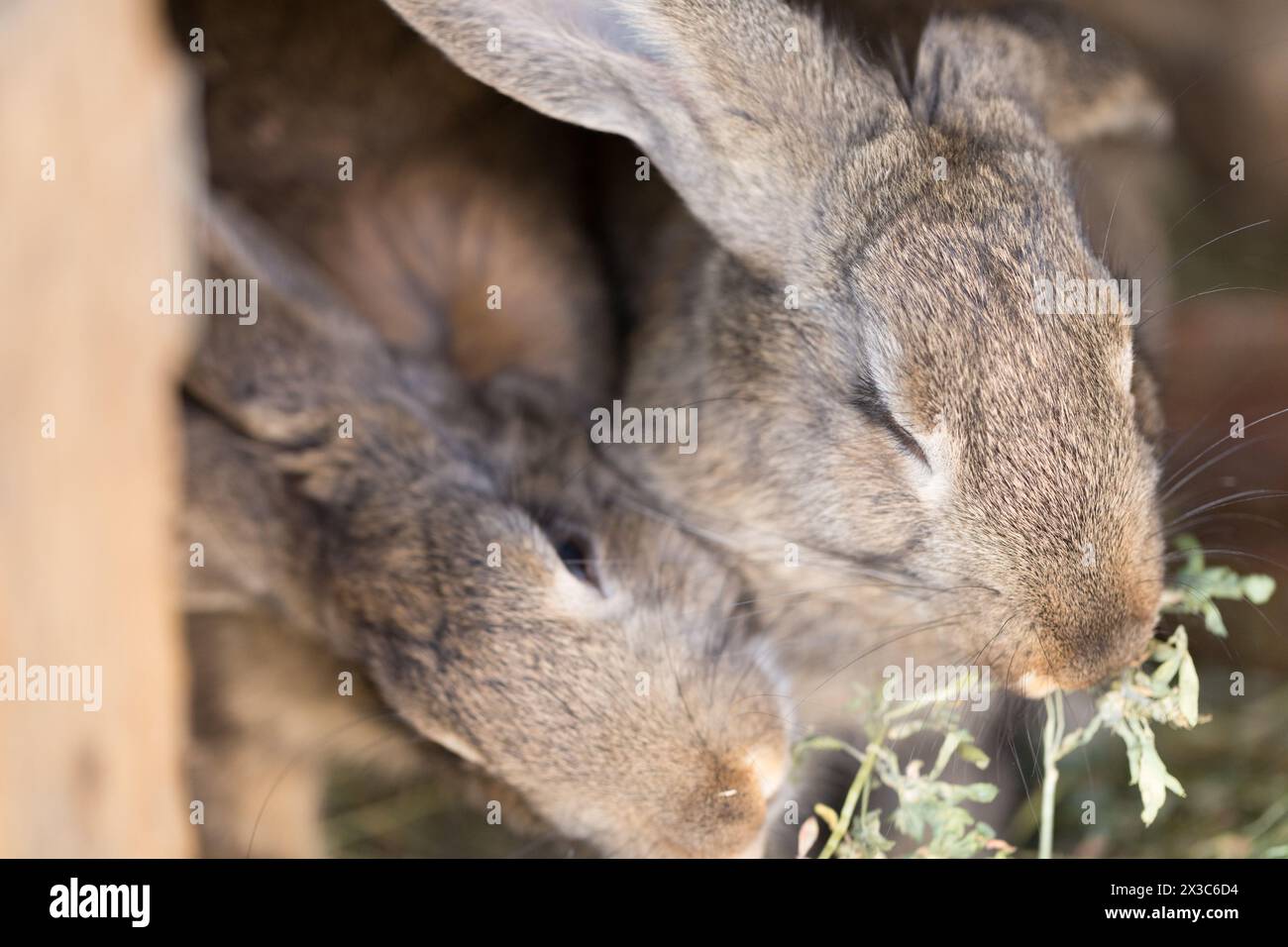 Two baby rabbits field hi-res stock photography and images - Alamy