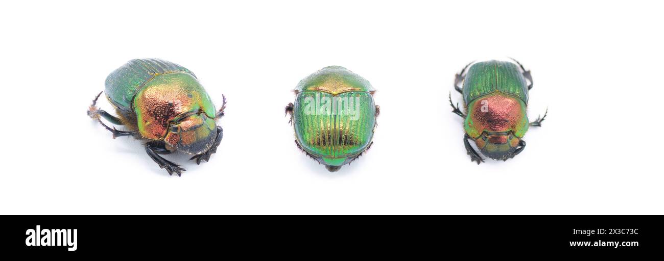 female Phanaeus igneus - is a North American dung scarab beetle three ...
