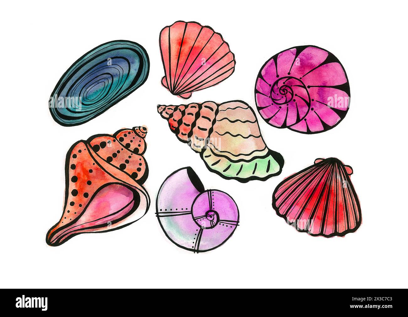 Set of different types of seashells and shells isolated on white ...