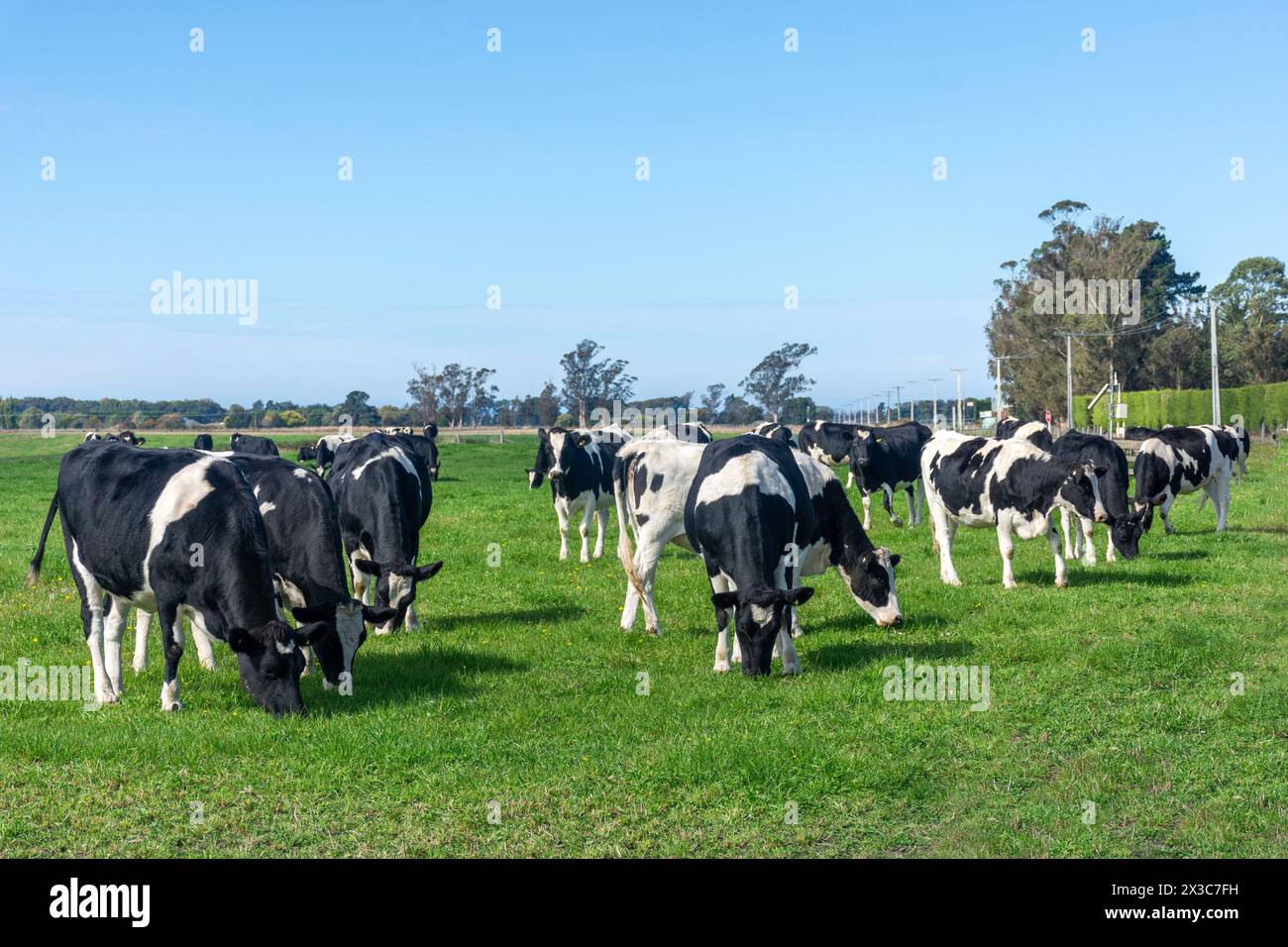 Herd of Friesian dairy cows in field near Waimate, Canterbury, South ...