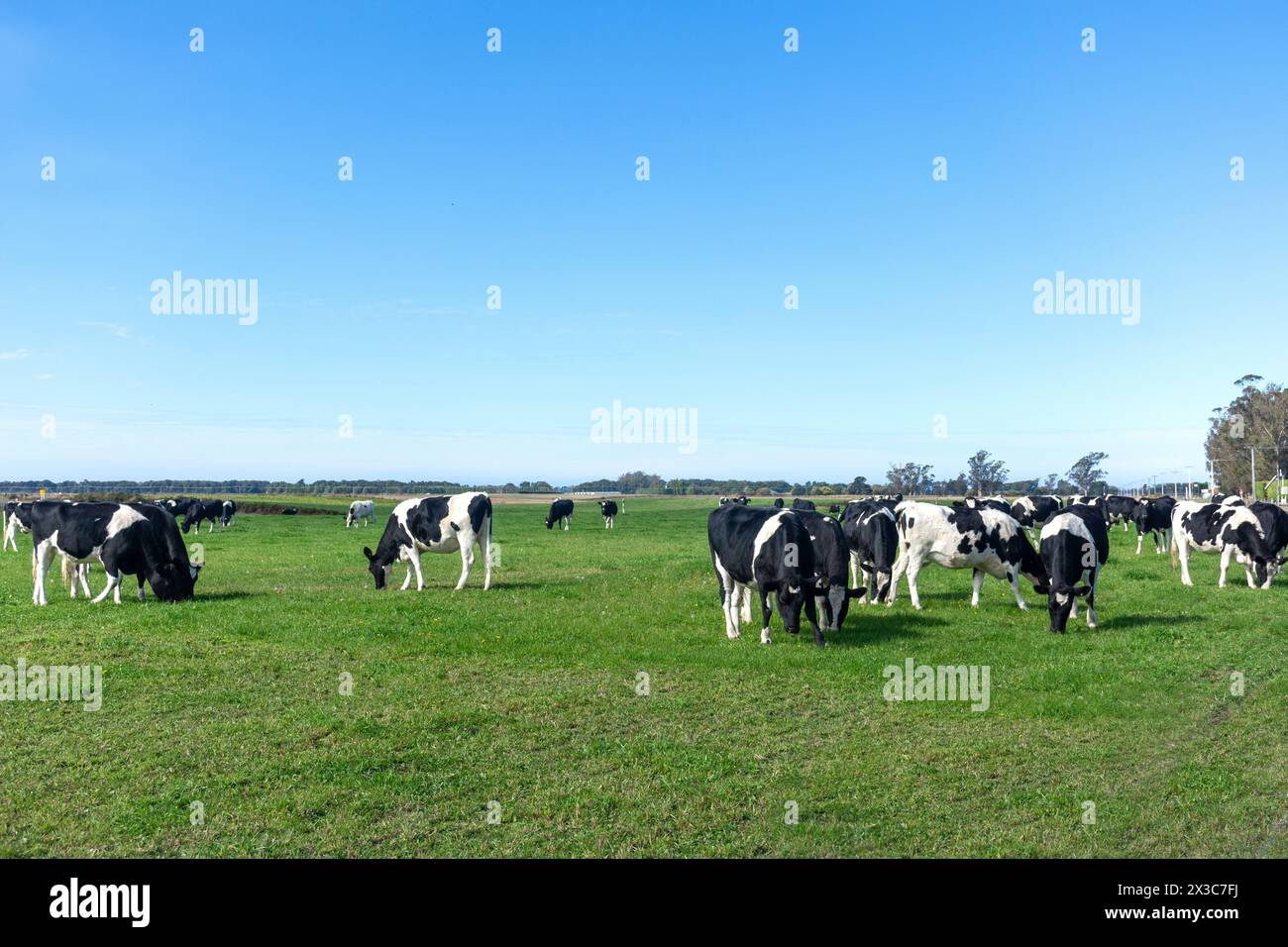 Herd of Friesian dairy cows in field near Waimate, Canterbury, South ...