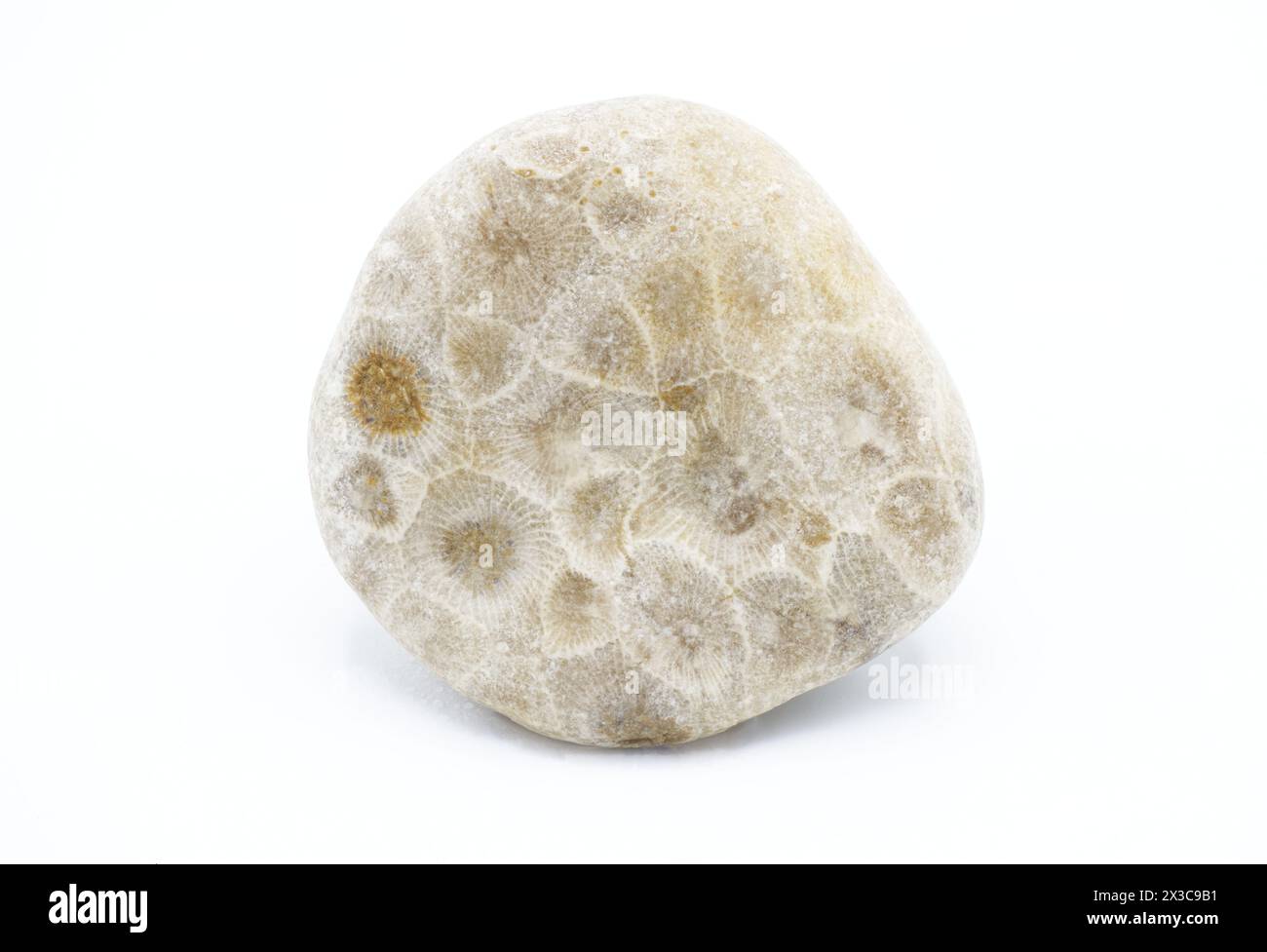 How a fossil is formed Cut Out Stock Images & Pictures - Alamy