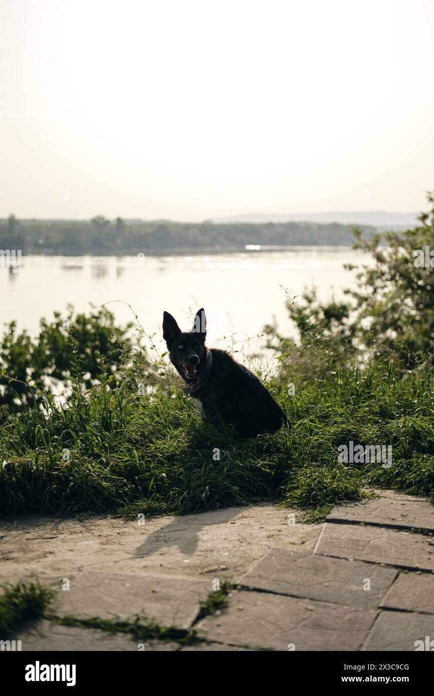A beautiful blue-eyed black dog sits and poses on an observation deck ...
