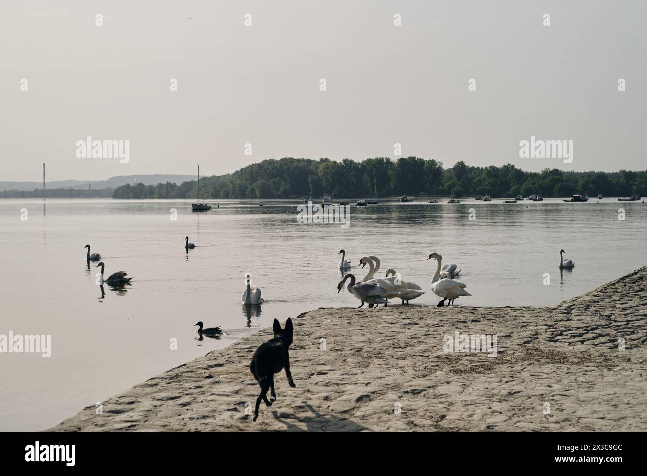 A black dog runs along the river and scares the swans. The hunting ...