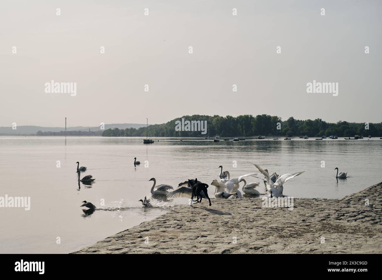 A black dog runs along the river and scares the swans. The hunting ...