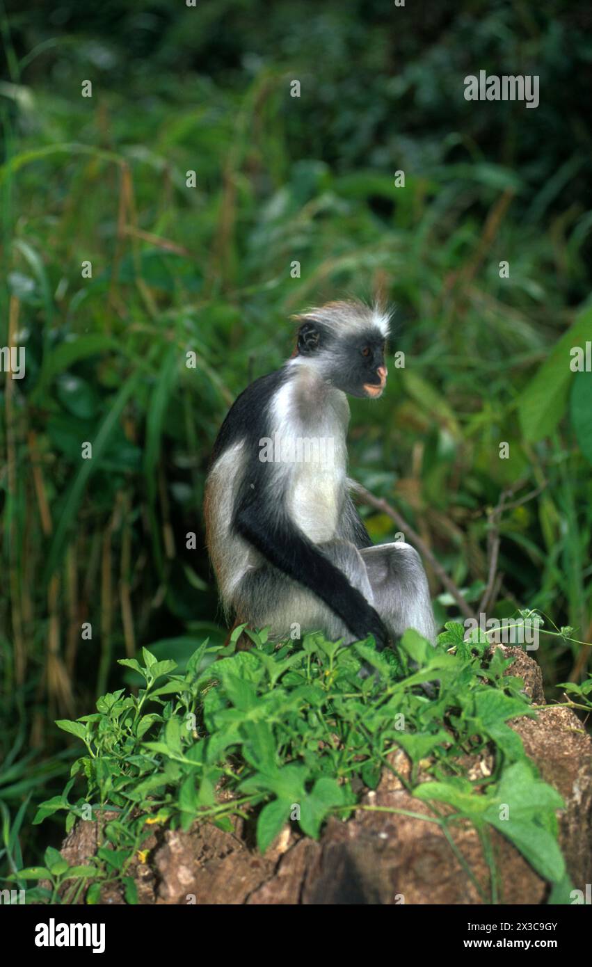 Zanzibar Red Colobus Monkey, Piliocolobus kirkii Stock Photo - Alamy