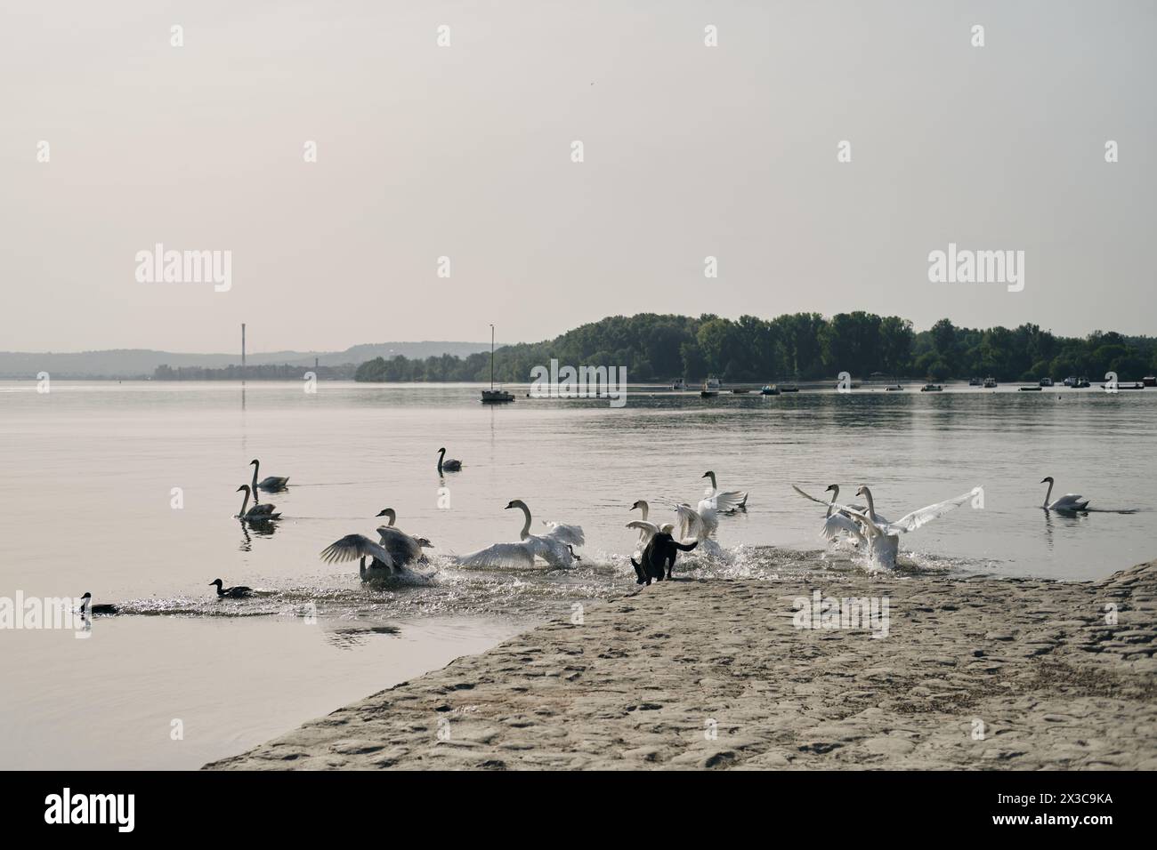A black dog runs along the river and scares the swans. The hunting ...