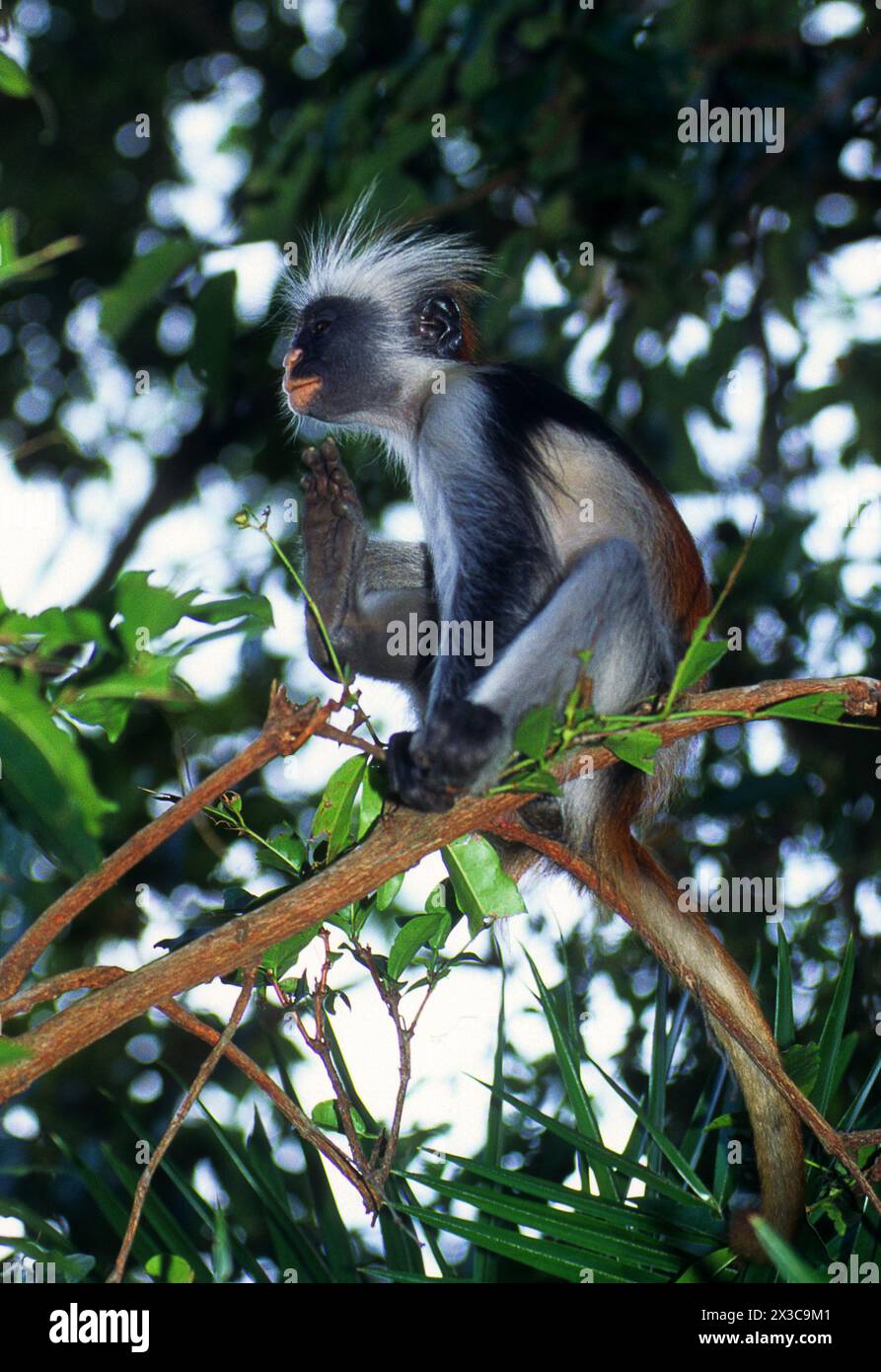 Cute colobus monkey hi-res stock photography and images - Alamy