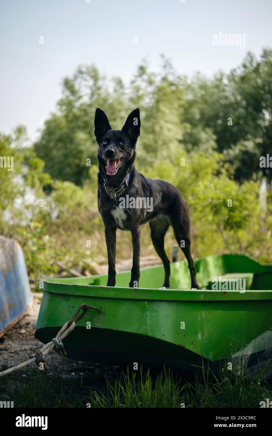 A beautiful blue-eyed black dog poses standing on an abandoned green ...