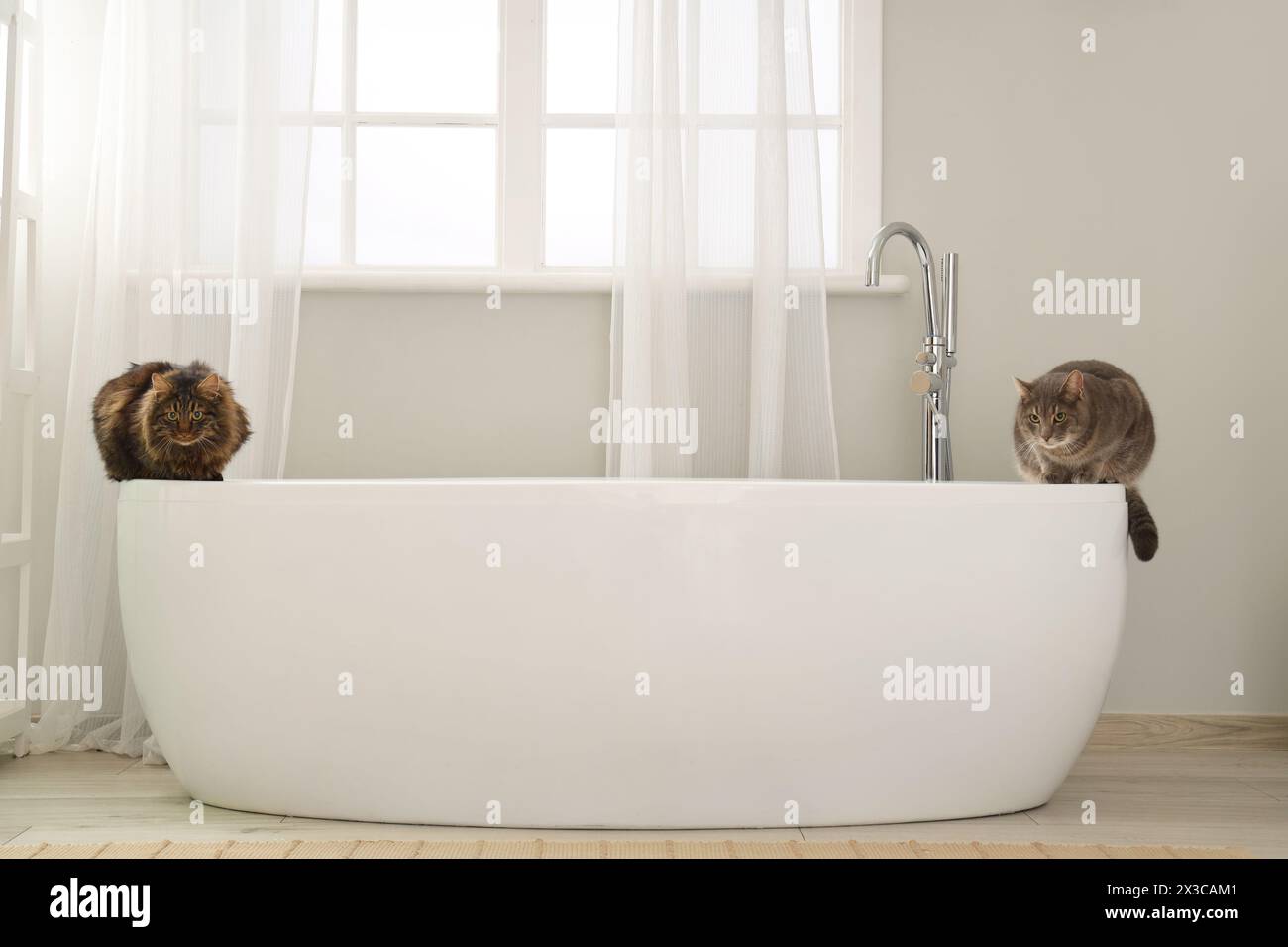 Cute cats on bathtub at home Stock Photo - Alamy