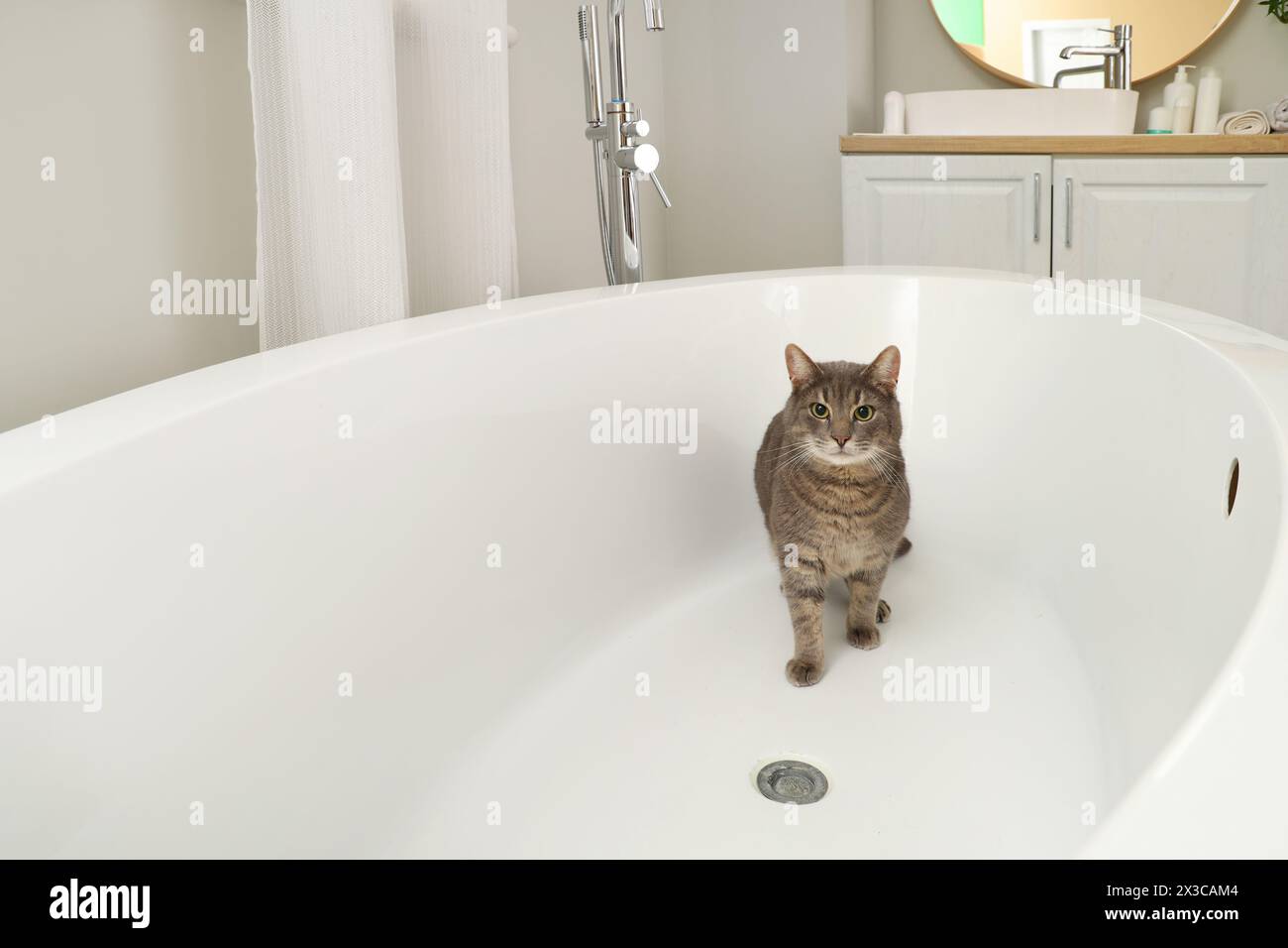 Cat in bathtub hi-res stock photography and images - Alamy
