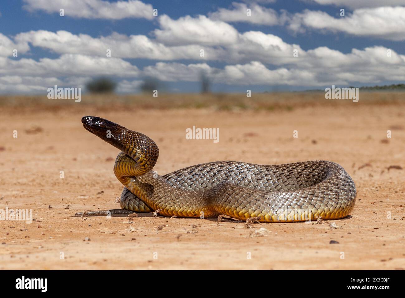 Australian Highly venomous Inland Taipan in outback Queensland habitat ...