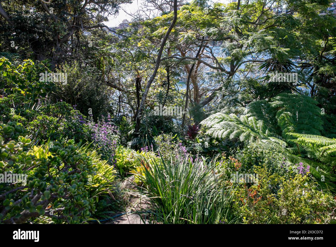 Lex and Ruby Graham Garden, a Sydney secret garden on Cremorne Point ...
