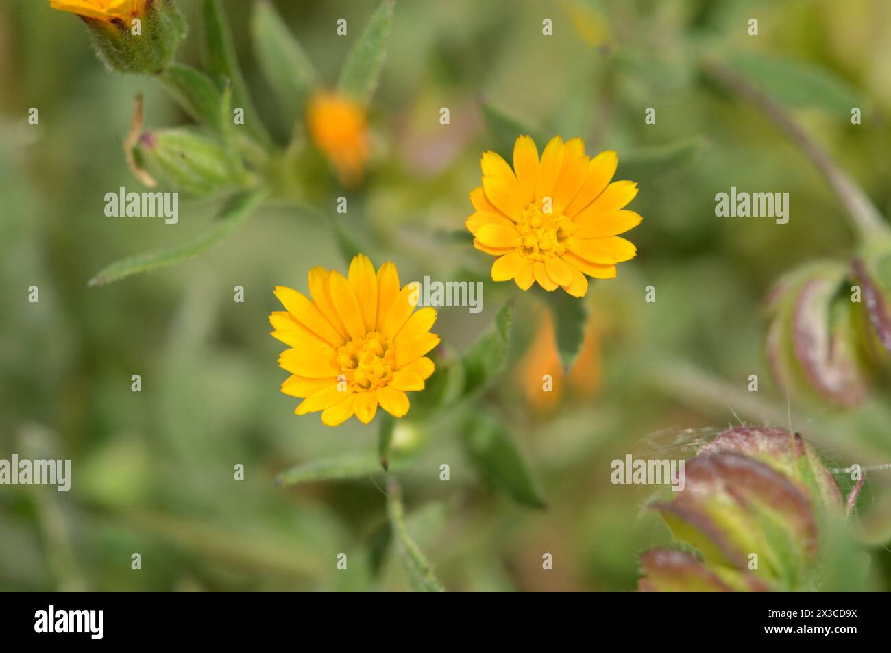 Field Marigold - Calendula arvensis Stock Photo - Alamy
