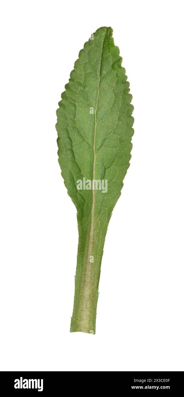 Canterbury-bells - Campanula medium Stock Photo - Alamy