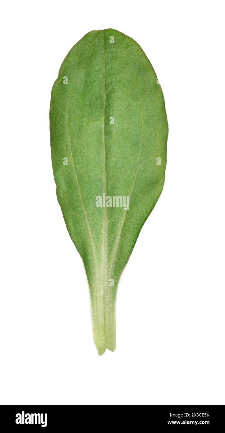 Soapwort - Saponaria officinalis Stock Photo - Alamy