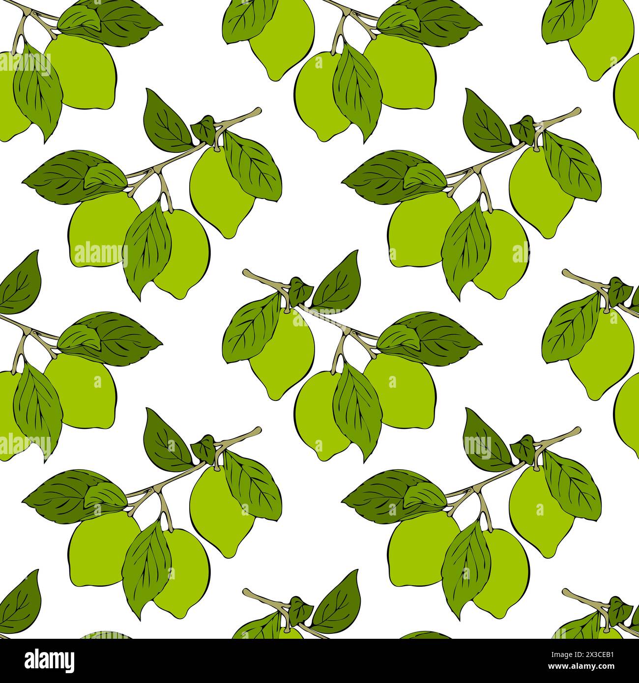 Lime branch pattern with green fruits citrus, hand drawn sketch, white background. Vector ...