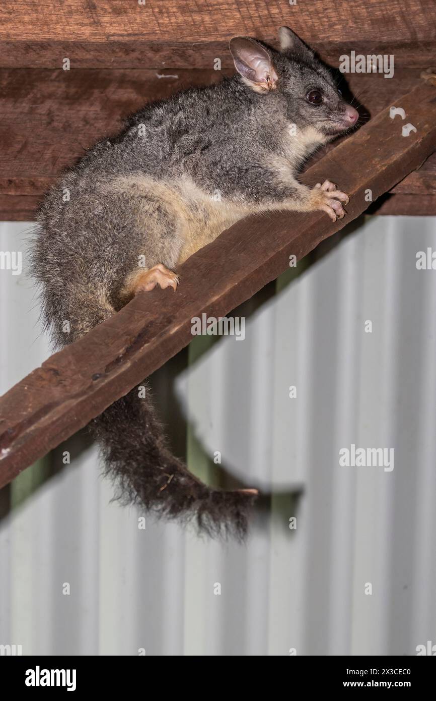Common brushtail possum (Trichosurus vulpecula in a garaged in Bickley ...