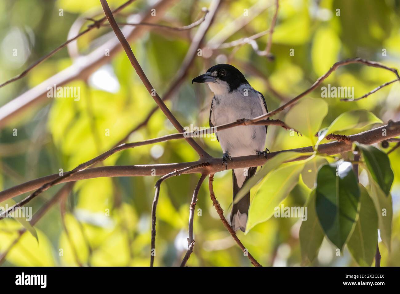 Grey Butcherbird, Cracticus torquatus, Bickley, Perth Hills, Western ...