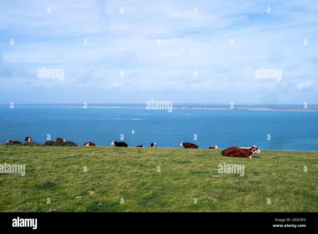 Domesticated farmed cattle cows resting on the top of grazing land ...