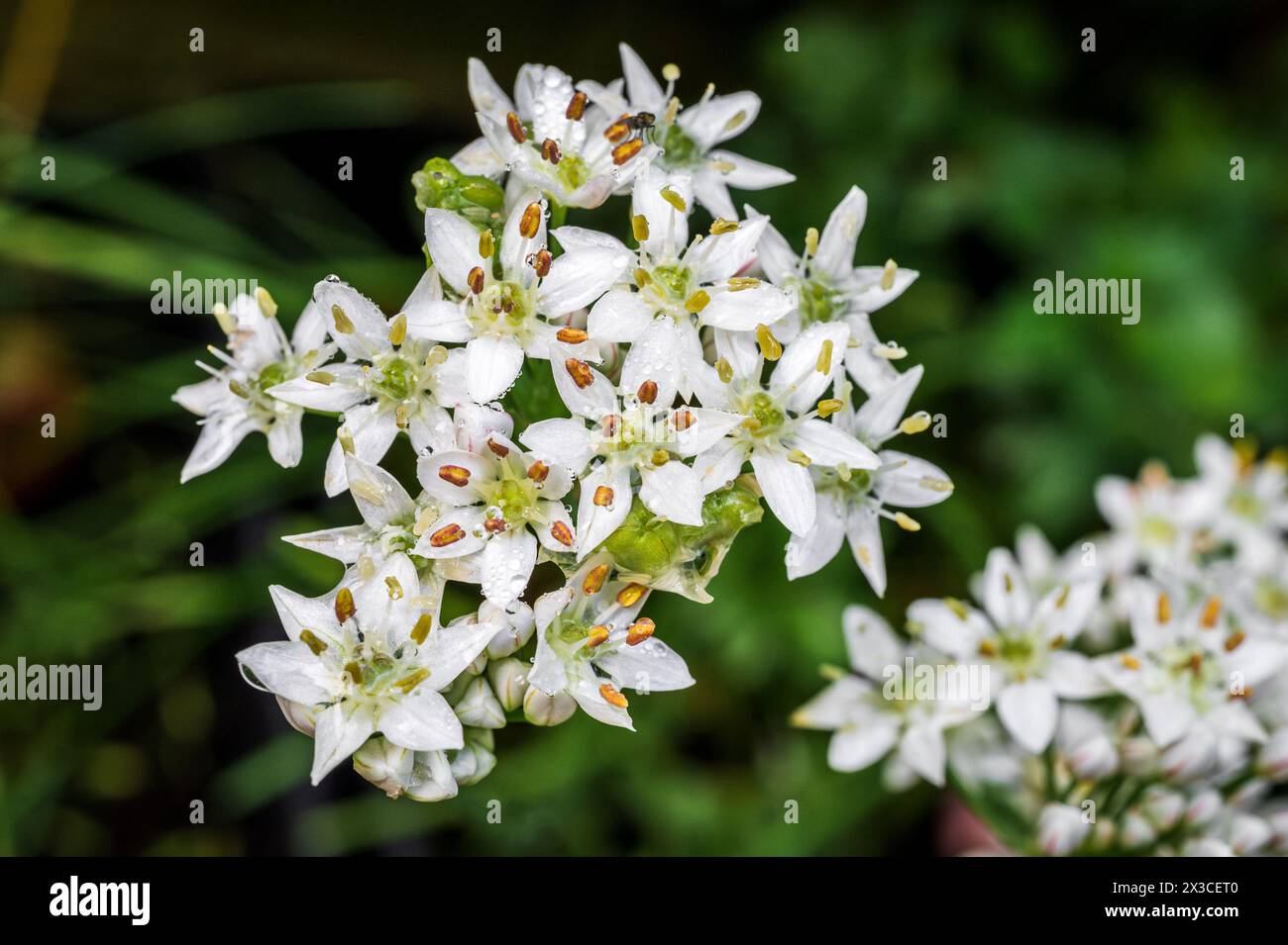 Tiny flowers of Chinese garlic chieves in Spring Stock Photo - Alamy