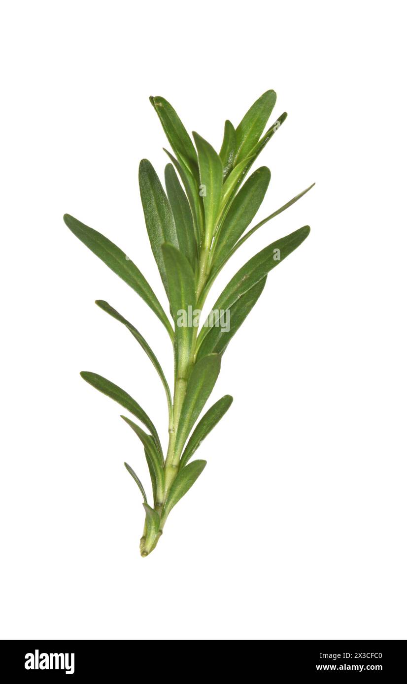 Perennial Candytuft - Iberis sempervirens Stock Photo - Alamy