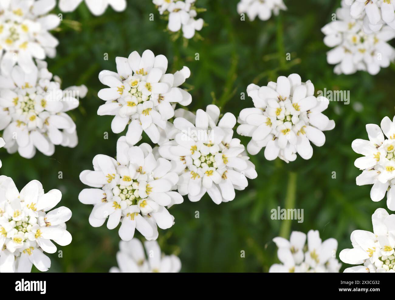 Perennial Candytuft - Iberis sempervirens Stock Photo - Alamy