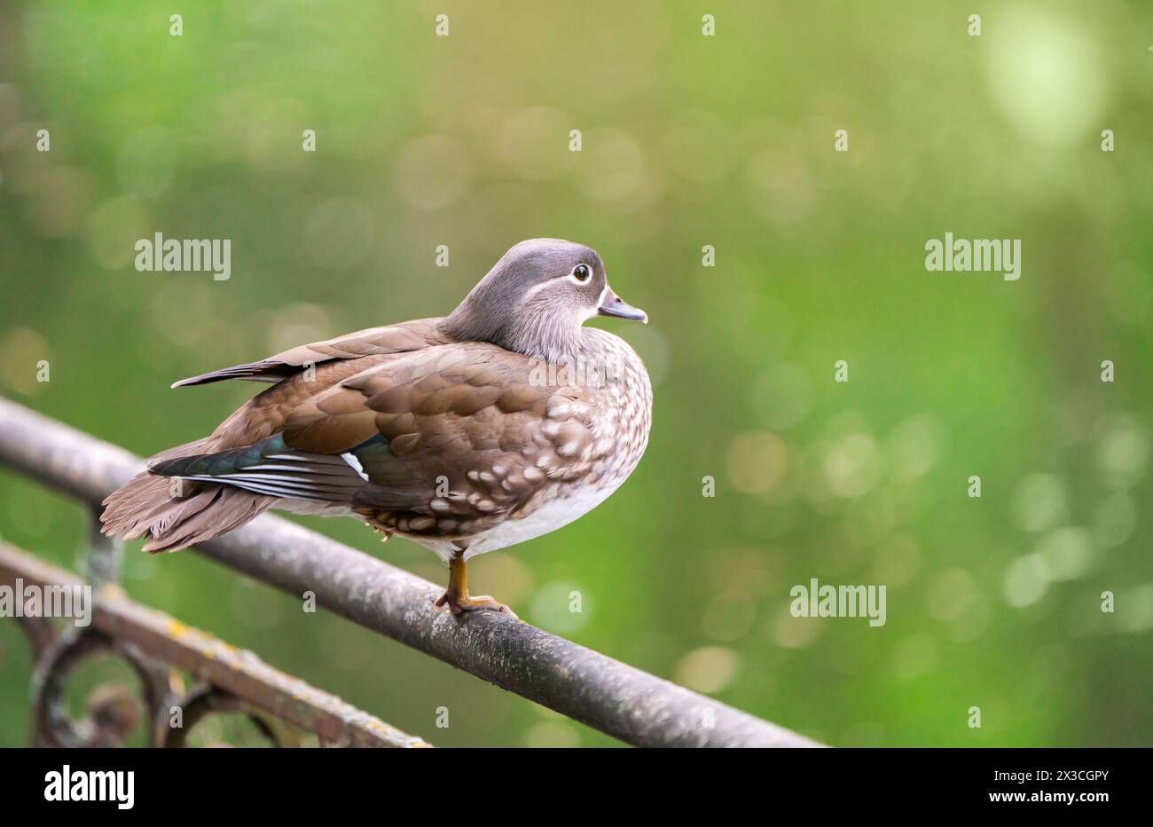 A beautiful brown female mandarin duck stands on a fence near the lake ...