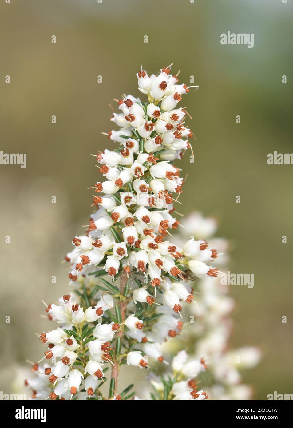 Irish Heath - Erica erigena Stock Photo - Alamy