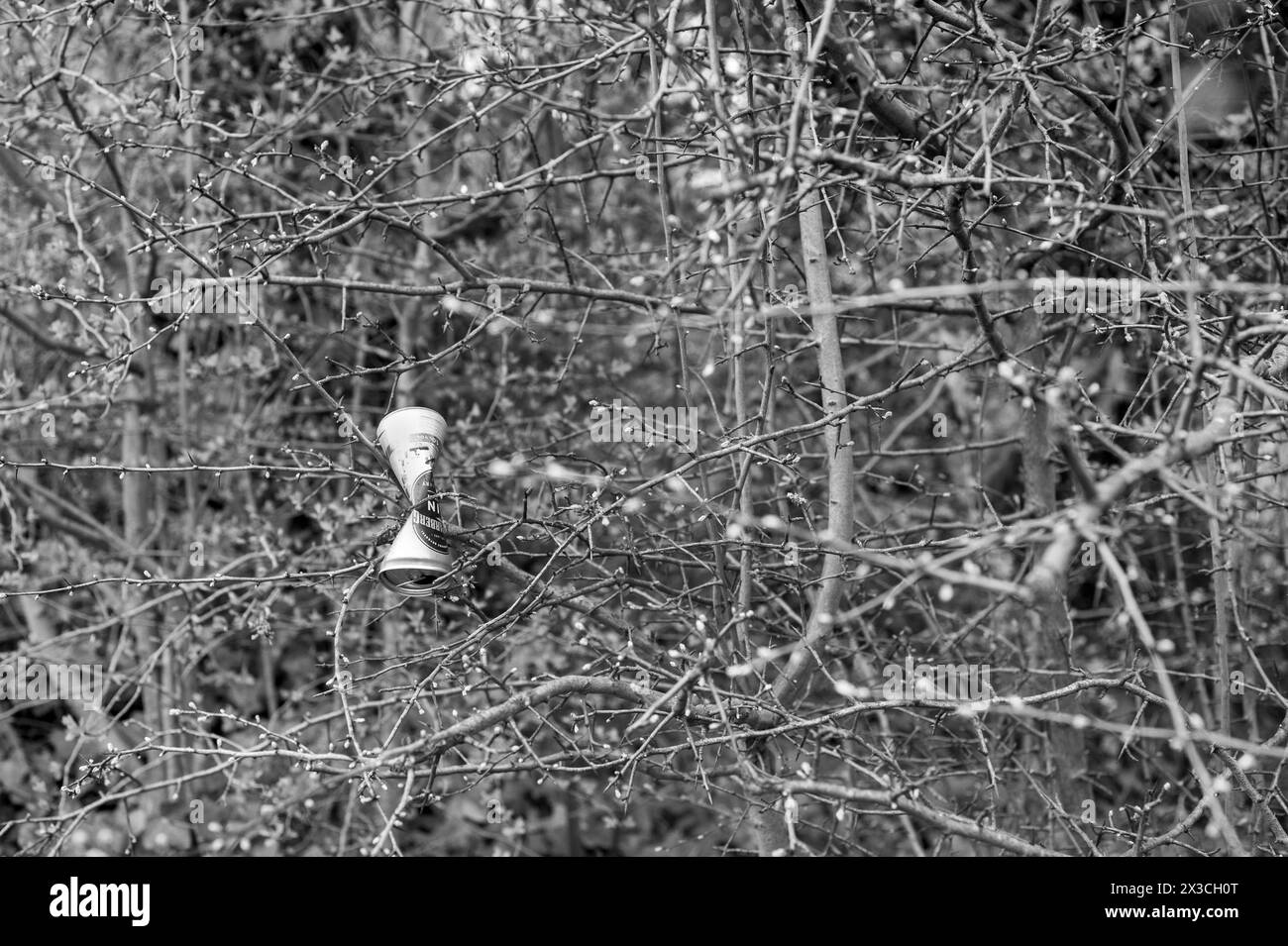 Beer can stuck in branches of a bus, Springtime Stock Photo - Alamy