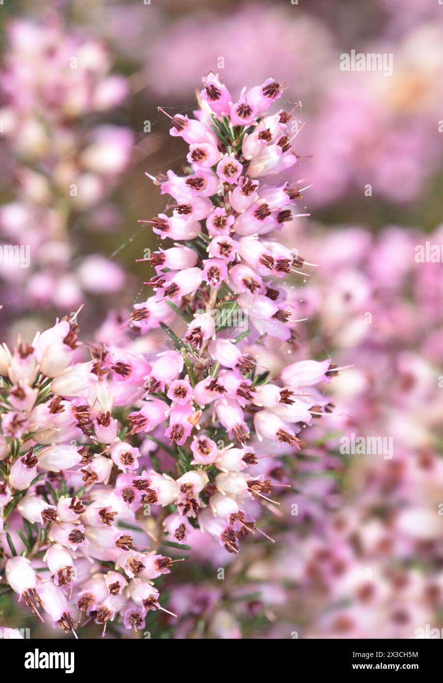 Erica erigena wild hi-res stock photography and images - Alamy
