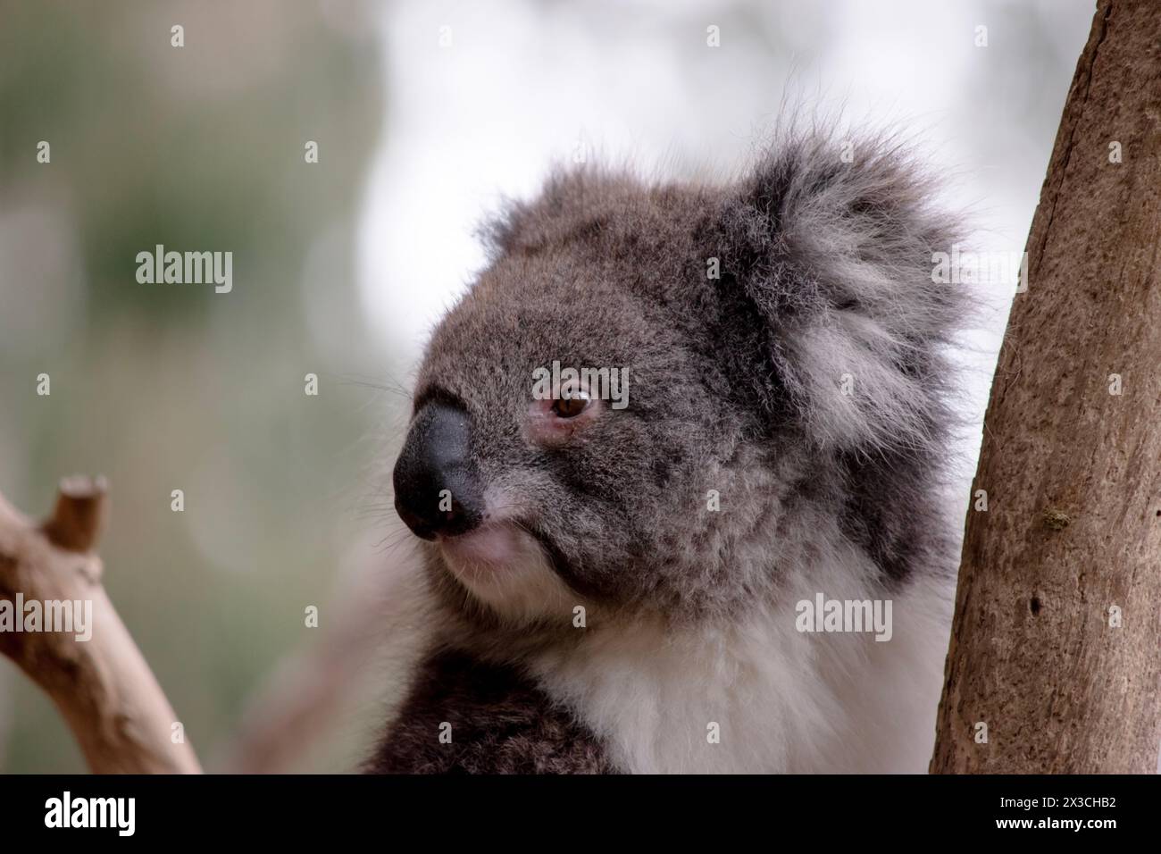 the Koala has a large round head, big furry ears and big black nose ...