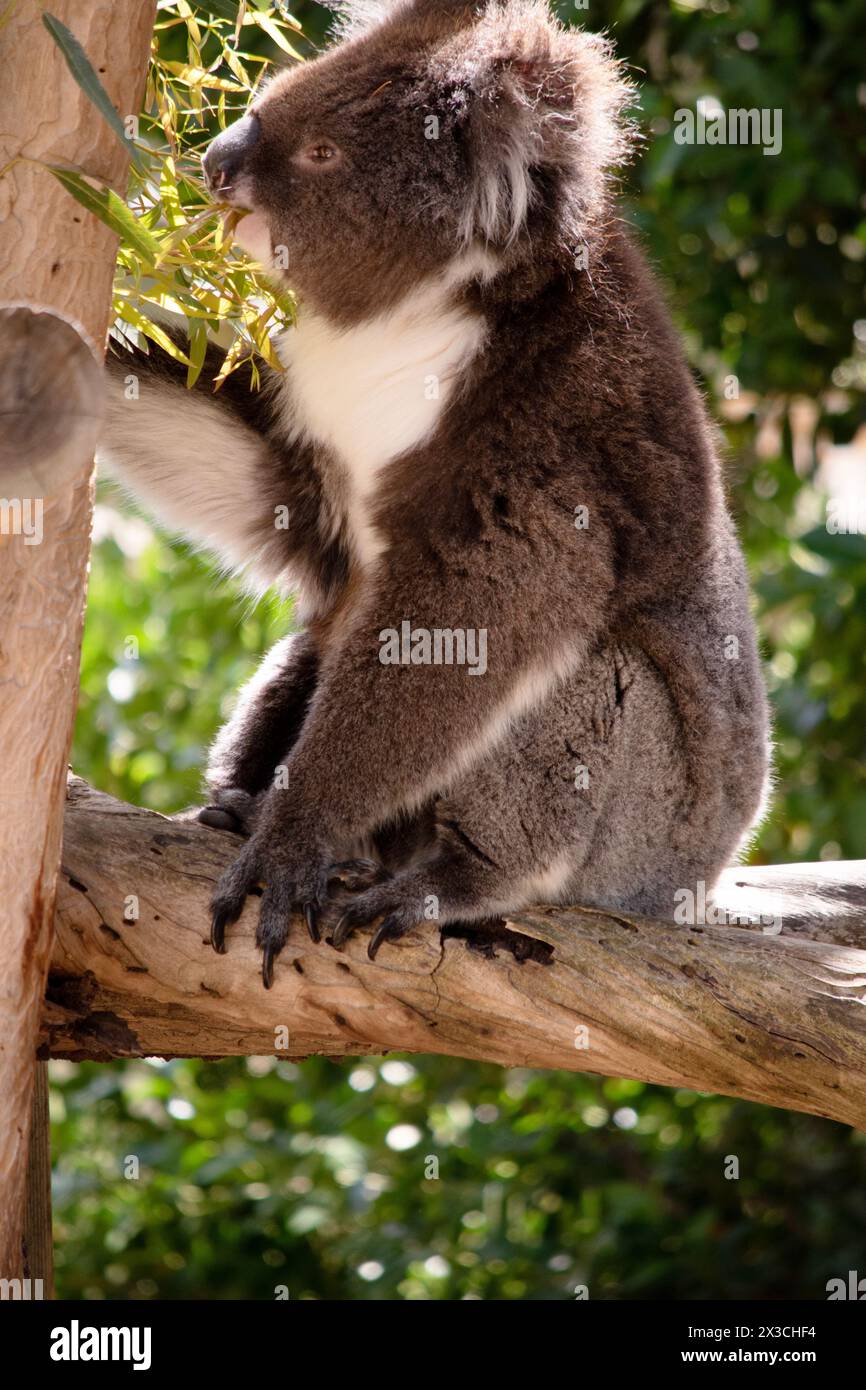 the Koala has a large round head, big furry ears and big black nose ...