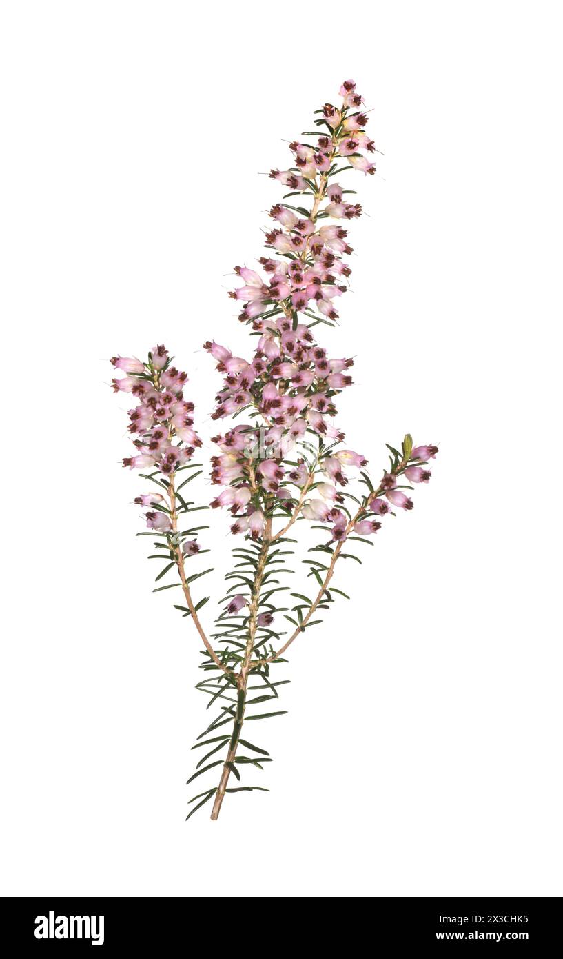Irish Heath - Erica erigena Stock Photo - Alamy
