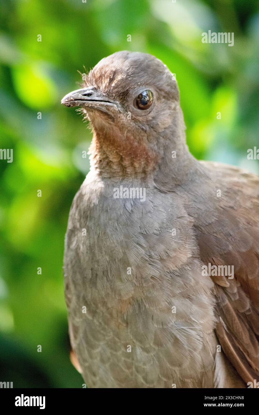 the lyre bird male has an ornate tail, with special curved feathers ...