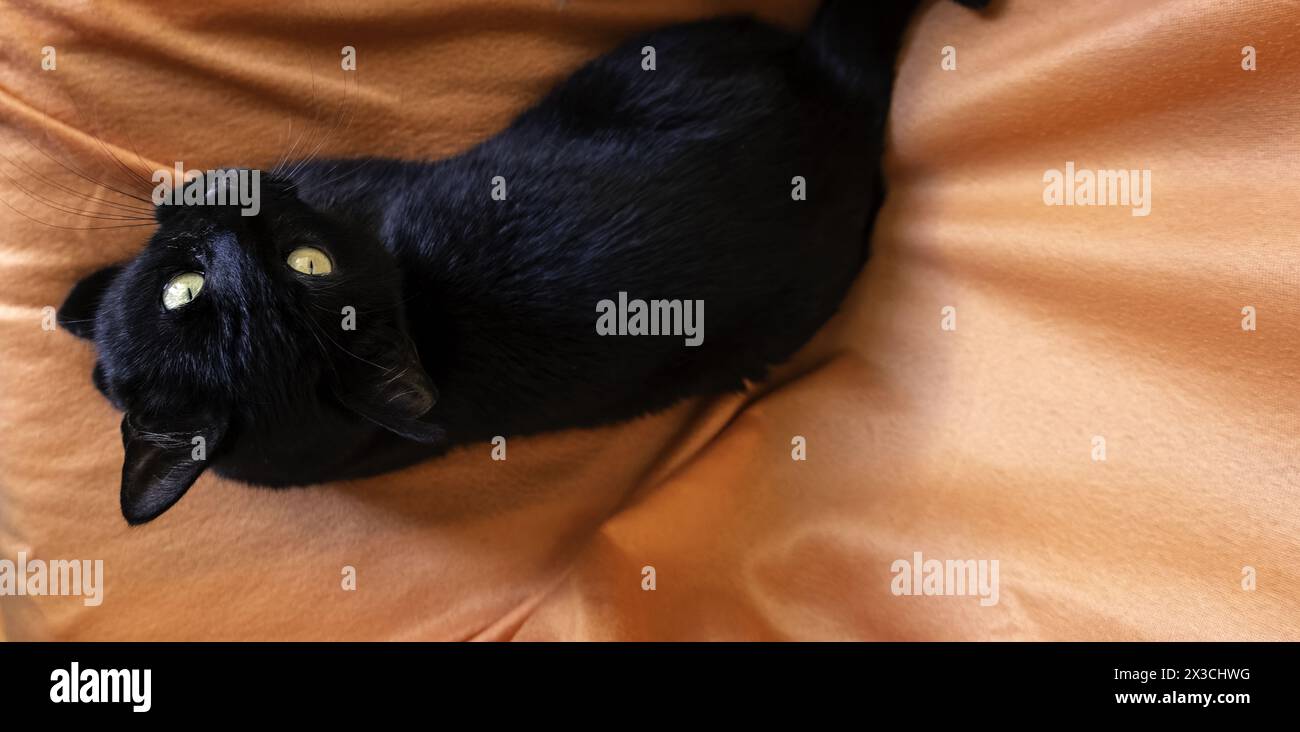 Detail of loneliness and animal abandonment, animal protection Stock ...