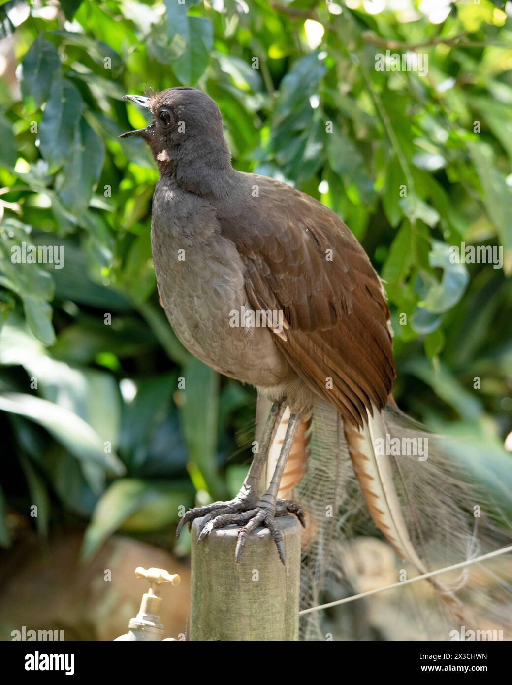 the lyre bird male has an ornate tail, with special curved feathers ...