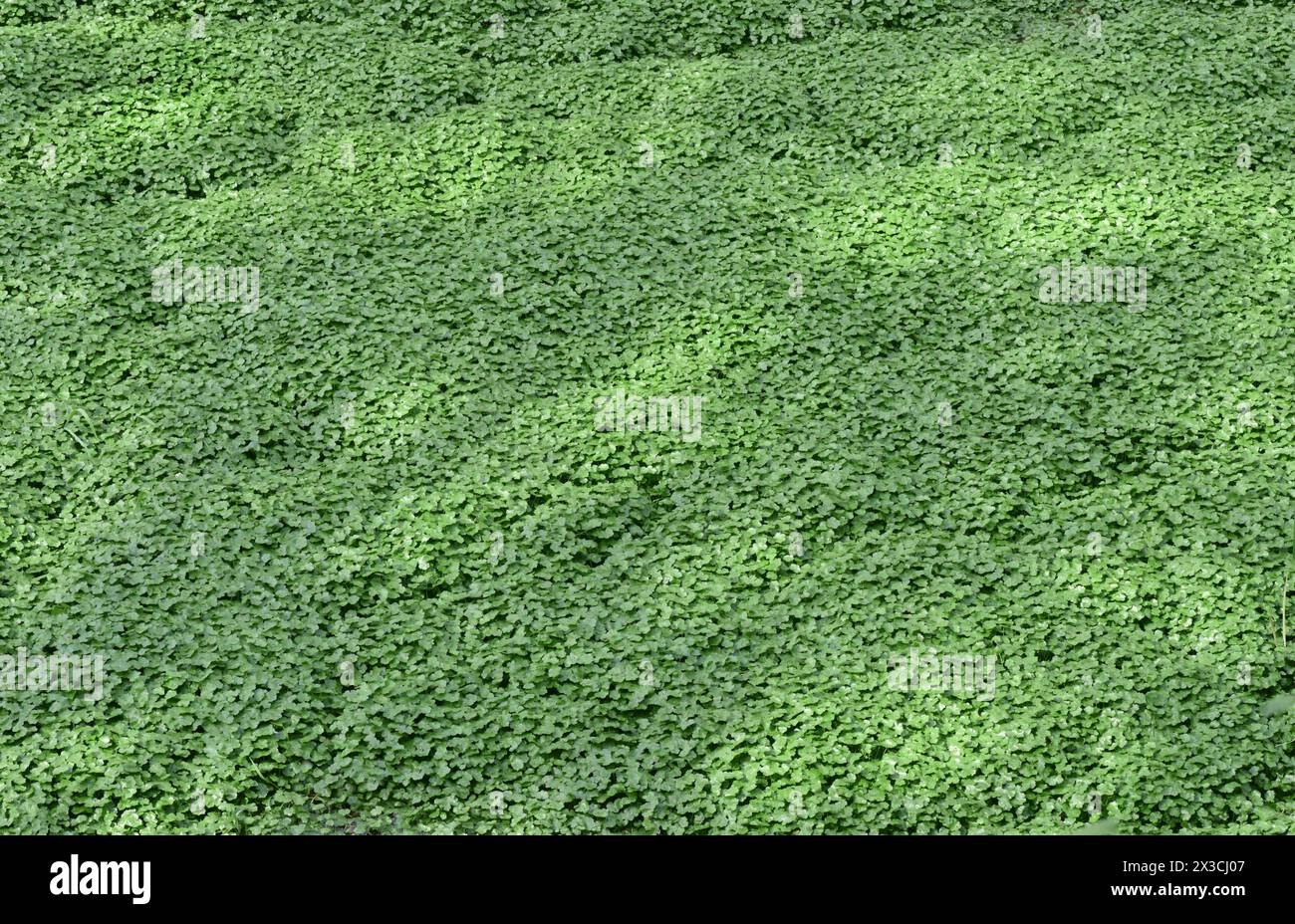 Floating Pennywort - Hydrocotyle ranunculoides Stock Photo - Alamy