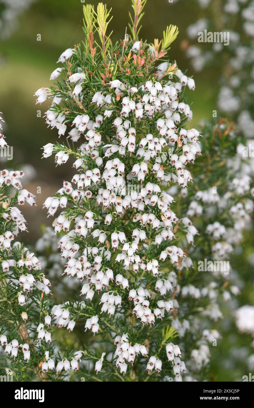Erica lusitanica flower hi-res stock photography and images - Alamy