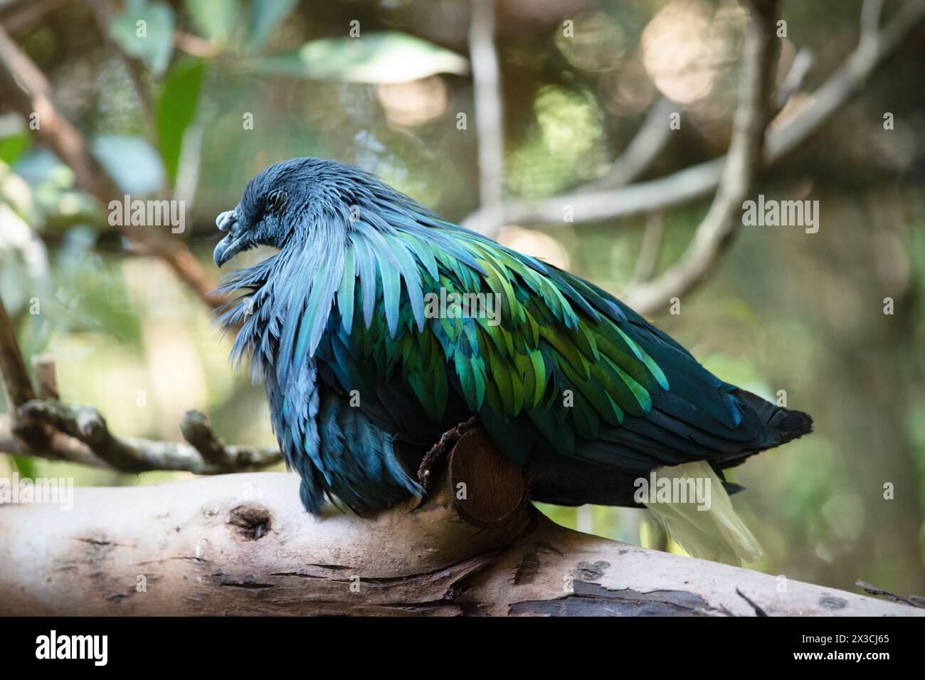 The nicobar pigeon general coloration is dark green iridescent, with a ...