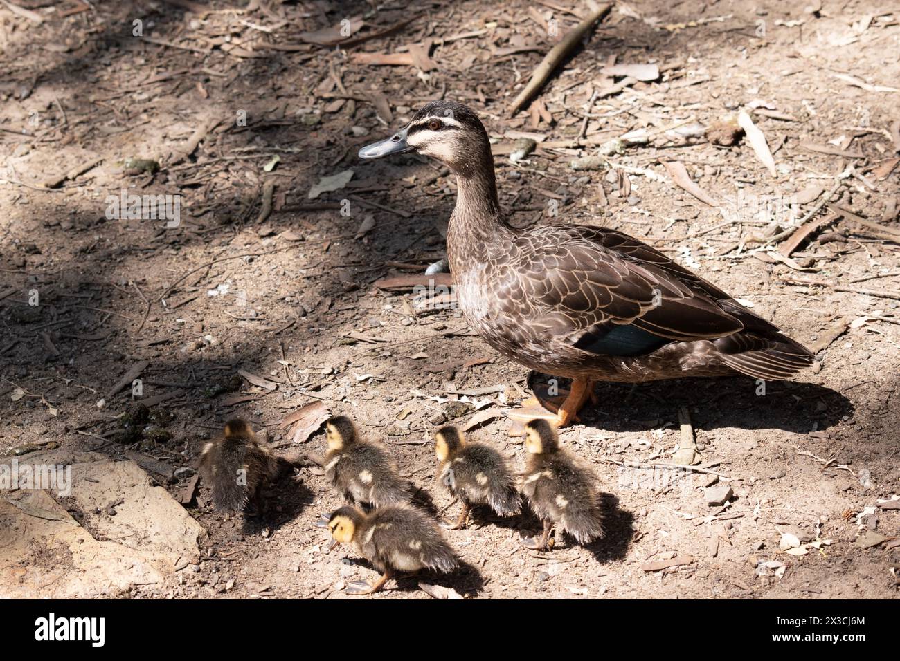 the pacific black duck has a dark body and a paler head with a dark ...