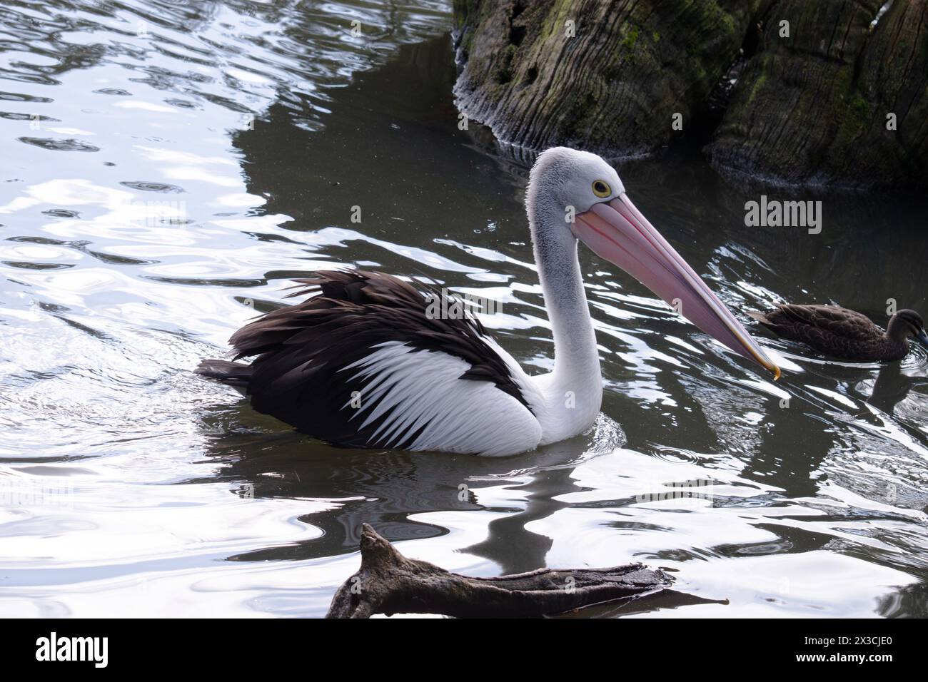 Australian pelicans are one of the largest flying birds. They have a ...