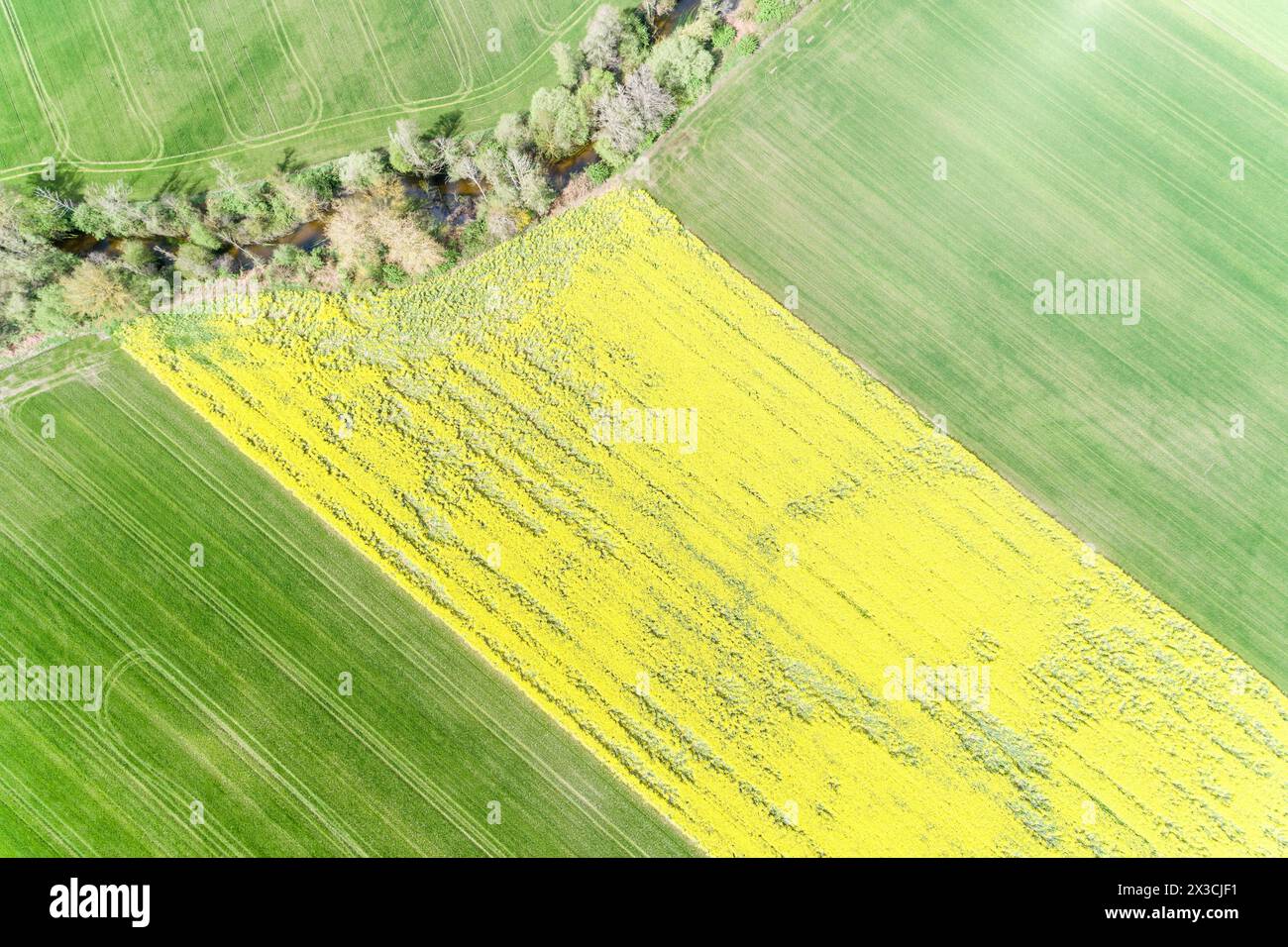 Aerial top view rapeseed field hi-res stock photography and images - Alamy