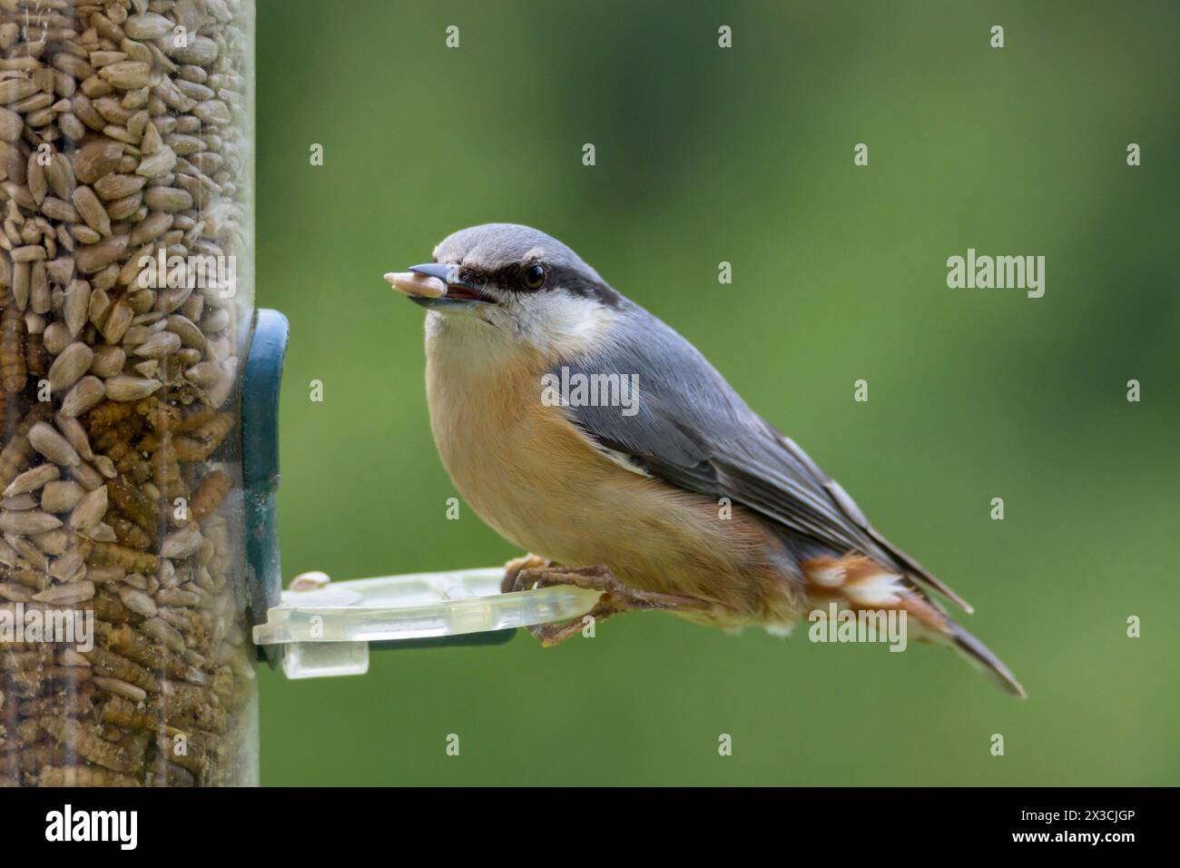 Eurasian Nuthatch (Sitta europaea Stock Photo - Alamy